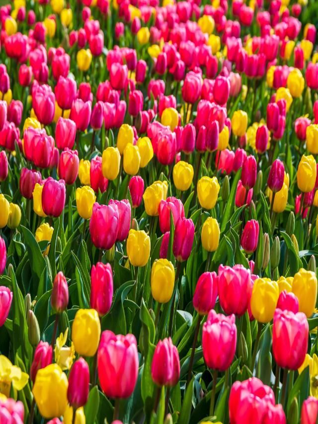 7 Colours of Tulips Flowers - Their Meaning & Significance