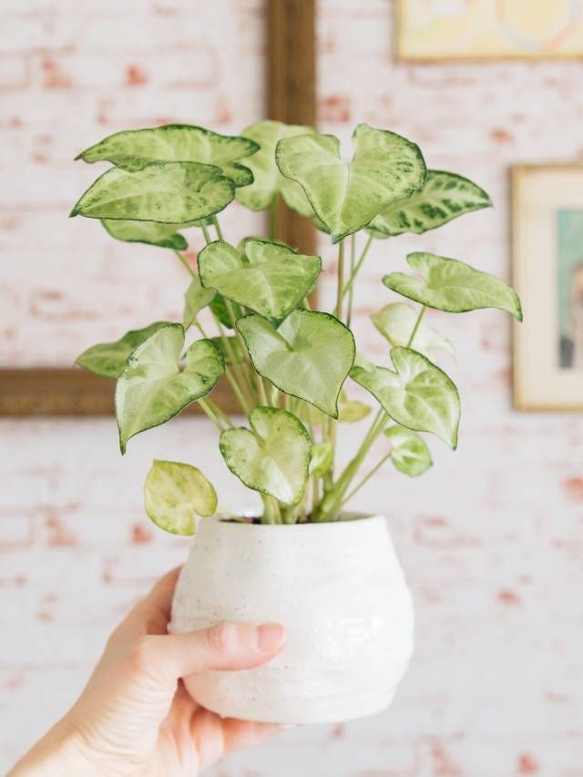 7 Common Arrowhead Plant Problems with Easy Solutions