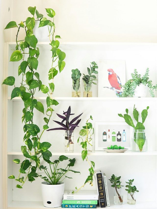 7 Best European House Plants Popular in India