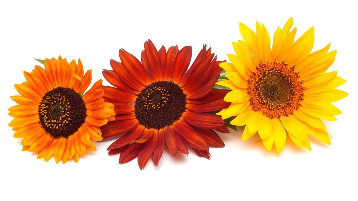 Sunflower at Home - How to Grow and Care For It