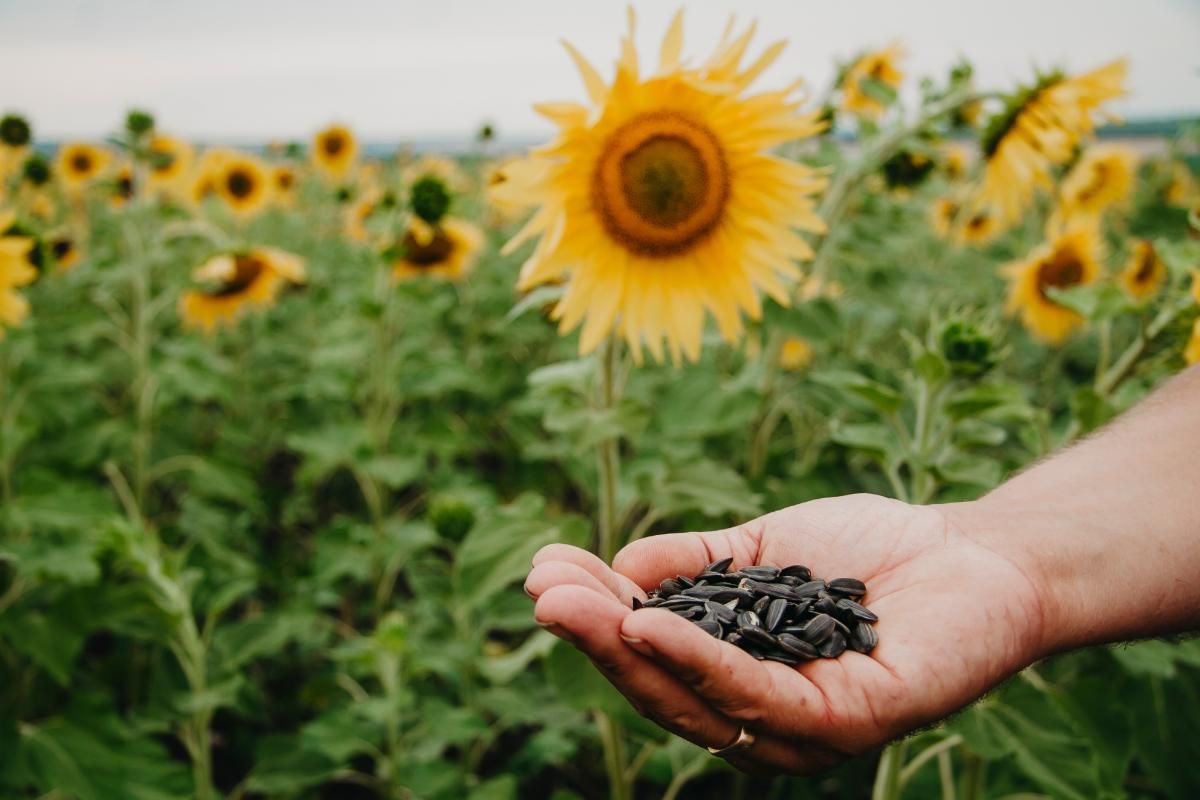 Sunflower at Home - How to Grow and Care For It