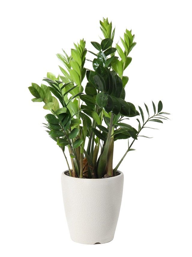 7 Fun ZZ Plant Facts You Might Not Know
