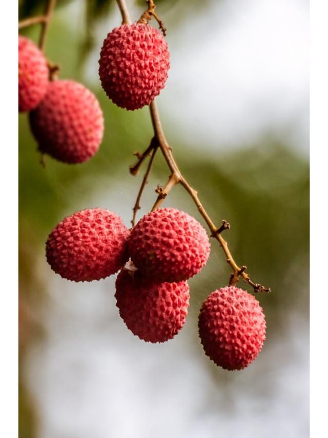 வீட்டில் லிச்சி செடியை வளர்க்க 7 எளிய வழிமுறைகள்