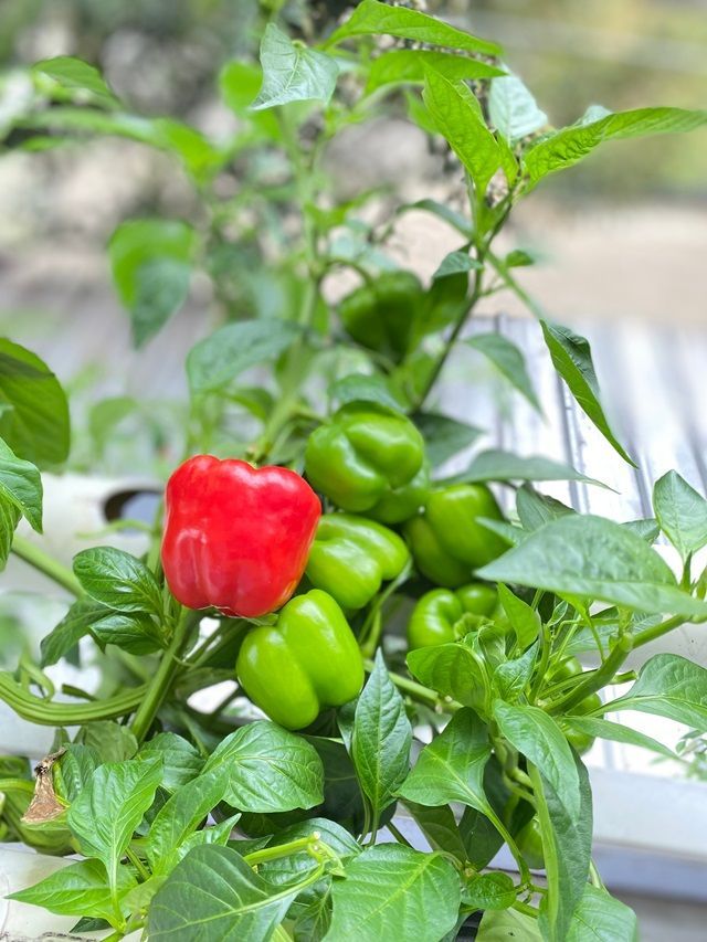 Do Not Make These 7 Mistakes While Growing Capsicum at Home
