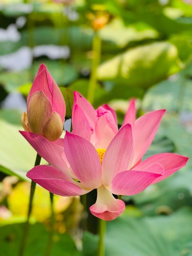 6 Lotus Disadvantages You Should Know Before Growing It at Home