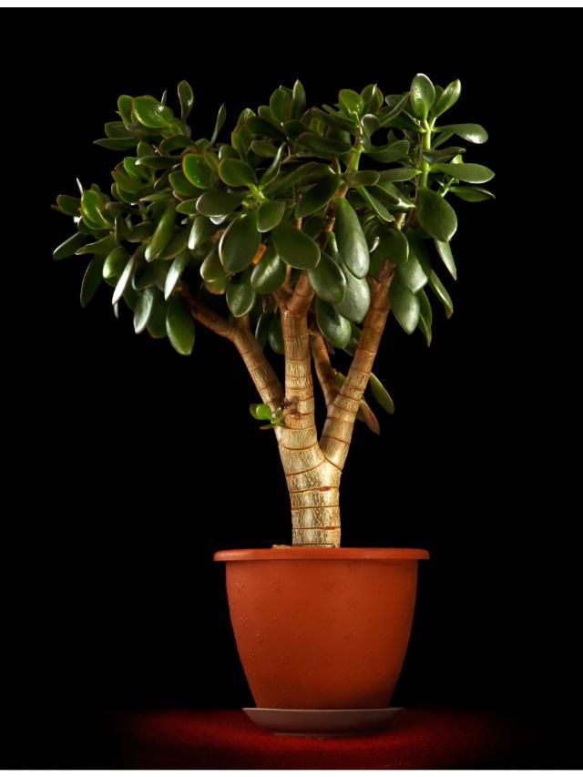 7 Tips To Take Care Of Jade Plant In Monsoon