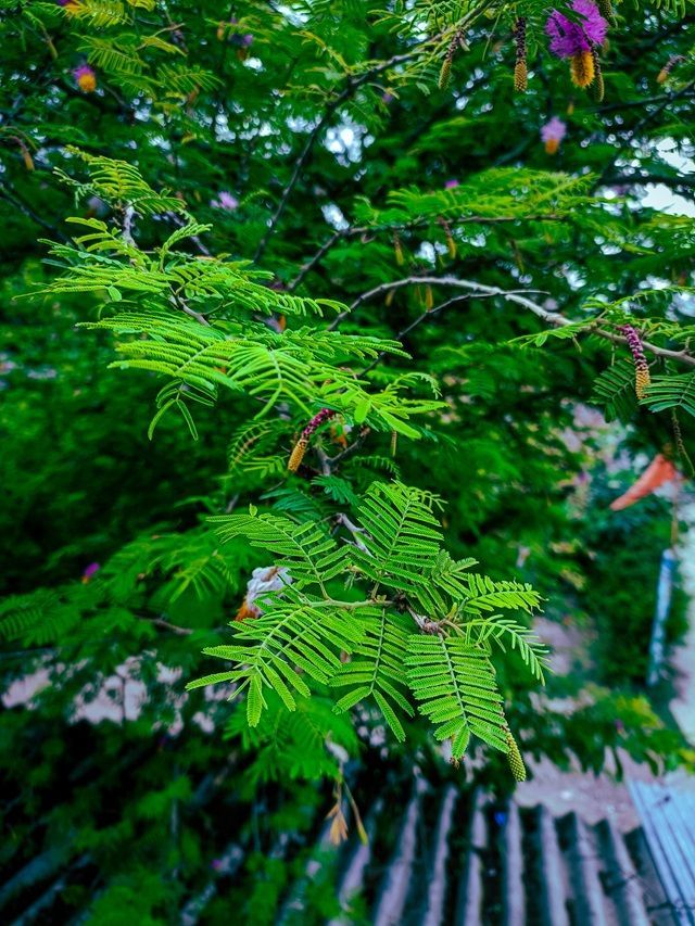 Easy Process to Grow Shami Plant at Home - Before Sawan Shivratri