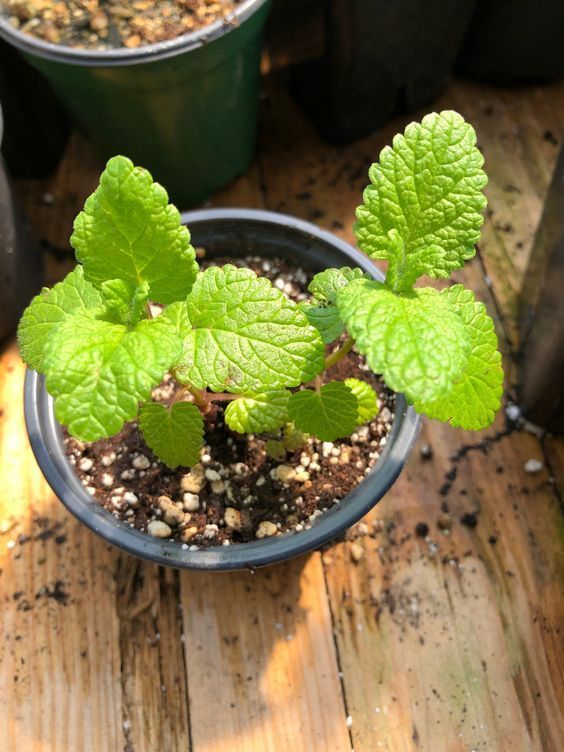 Growing a Lemon Balm Plant at Home: A Guide