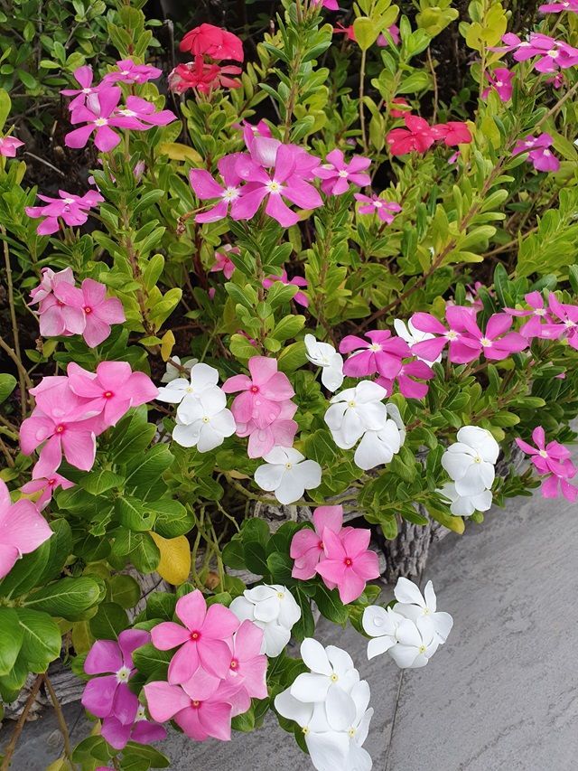 Hard to find Sadabahar Plant- Its unique benefits will woo you!