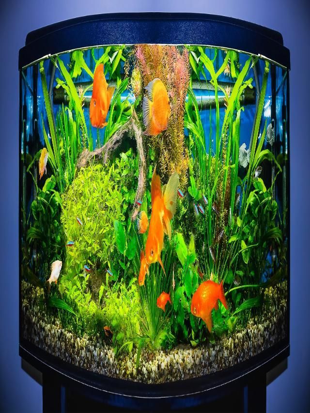 Beautify your Home with 6 Stunning Fish Tank Design Ideas