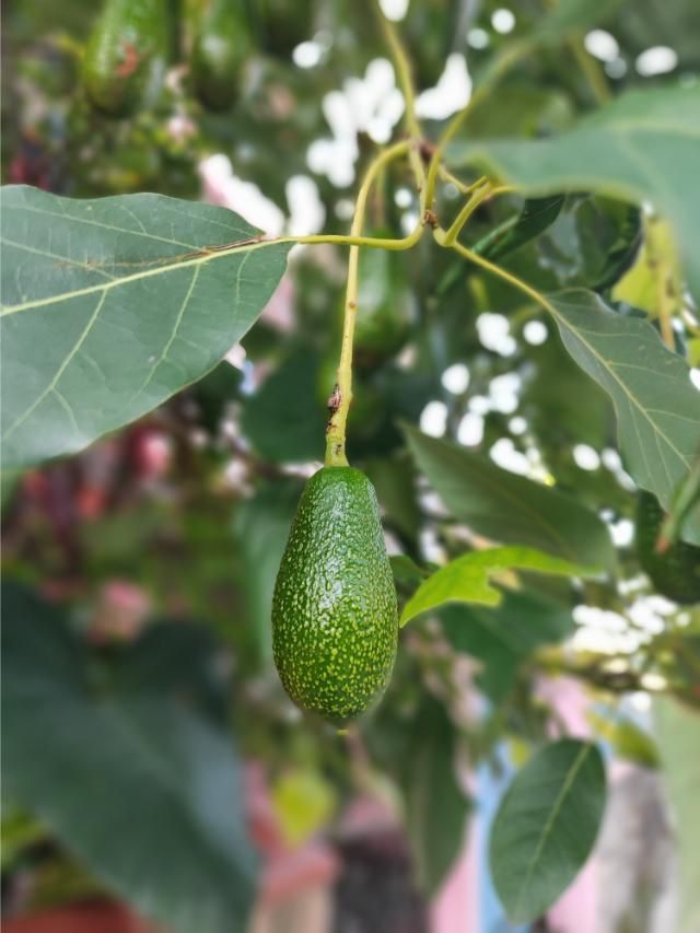 9 Easy Steps To Grow An Avocado Plant From Seed At Home