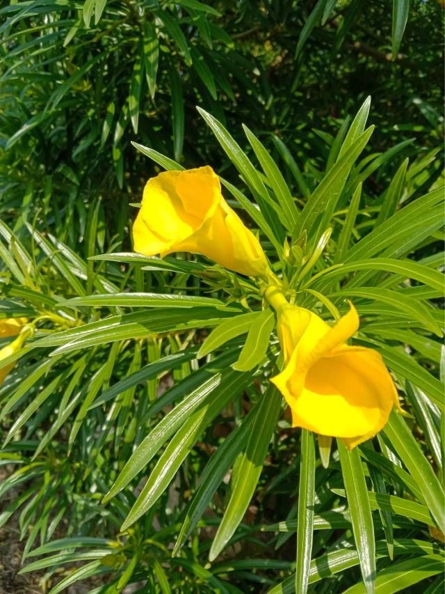 യെല്ലോ കാനർ ചെടി വീട്ടിൽ എങ്ങനെ വളർത്താം, പരിപാലിക്കാം
