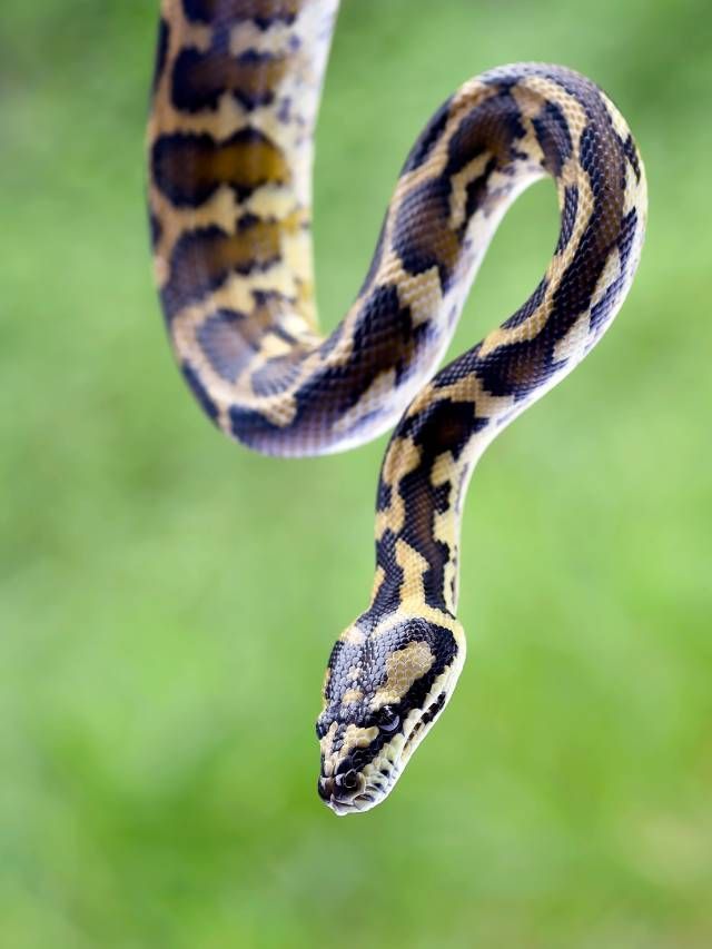 7 Quick Ways to Prevent Snakes From Entering Your Home