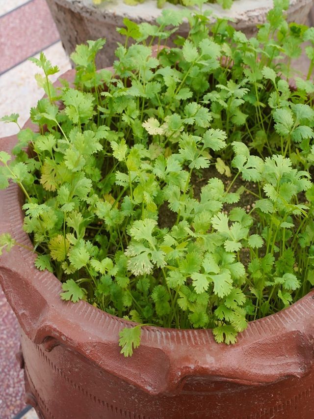 Growing a Fresh Coriander Leaves Plant at Home: Easy Guide