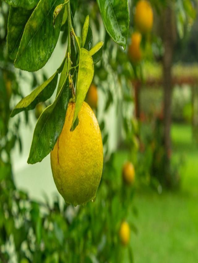 Common Problems of Lemon Tree at Home
