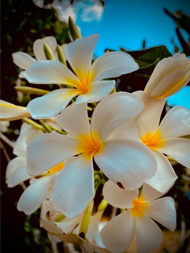 7 Excellent Benefits Of Growing A Champa Plant At Home
