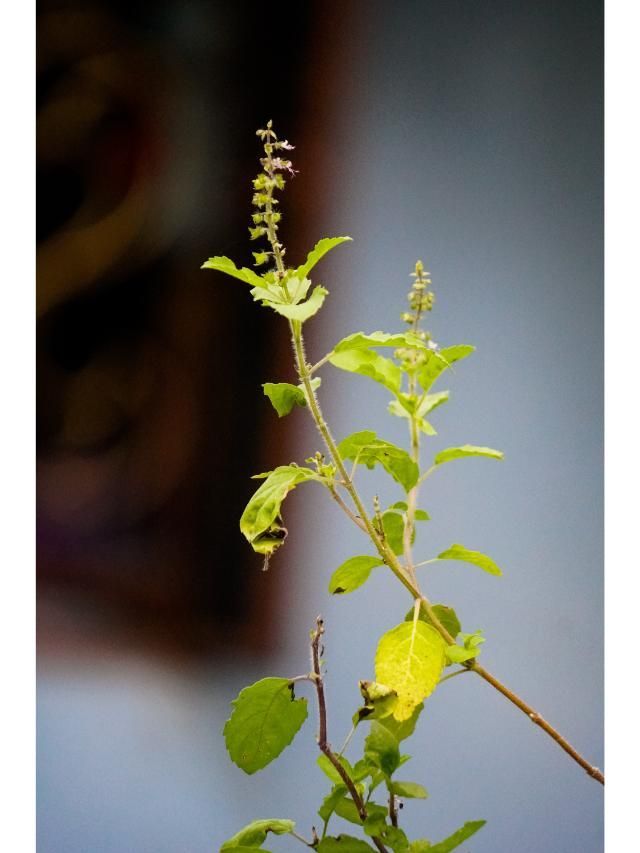 7 Things You Must Keep In Mind With Tulsi Plant To Make It Survive For ...