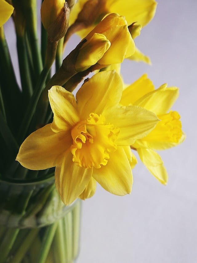 Daffodil Flower or Nargis Ka Phool - Vastu Benefits of Keeping It at Home