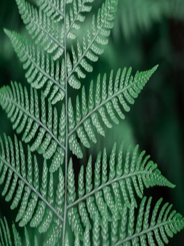 Must Know Tips to Take Care of Fern Plant at Home