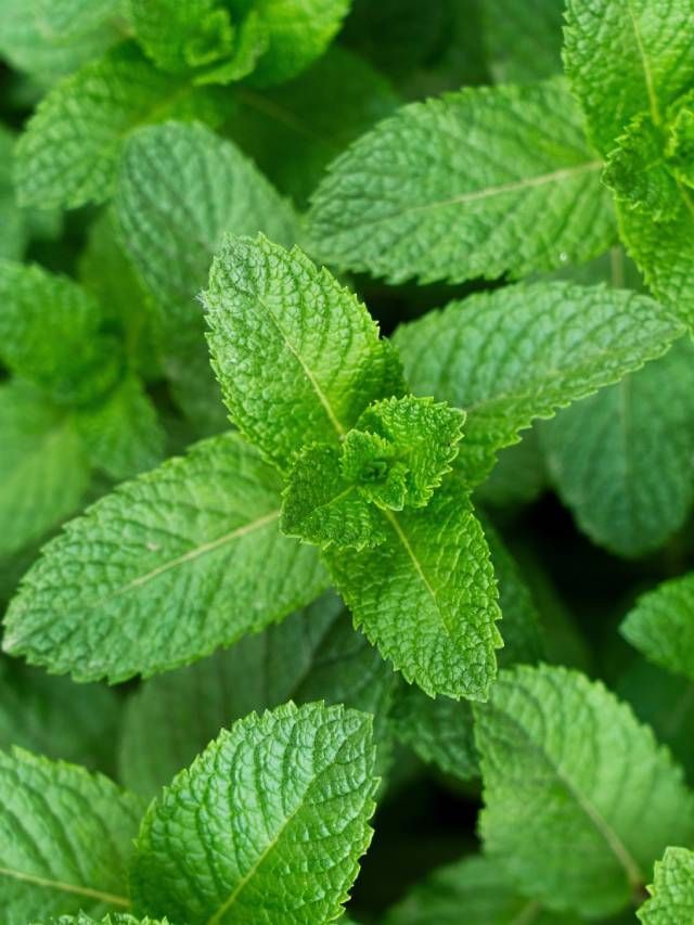 6 Magic Tricks to Double Mint Plant Growth at Home