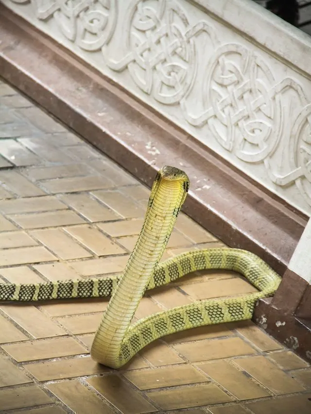 Snake Sighting at Home? Here’s What It Means Spiritually