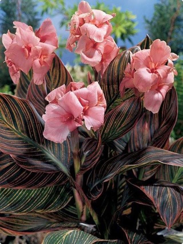 Striking Canna Flower Varieties to Make Your Home Garden Topical