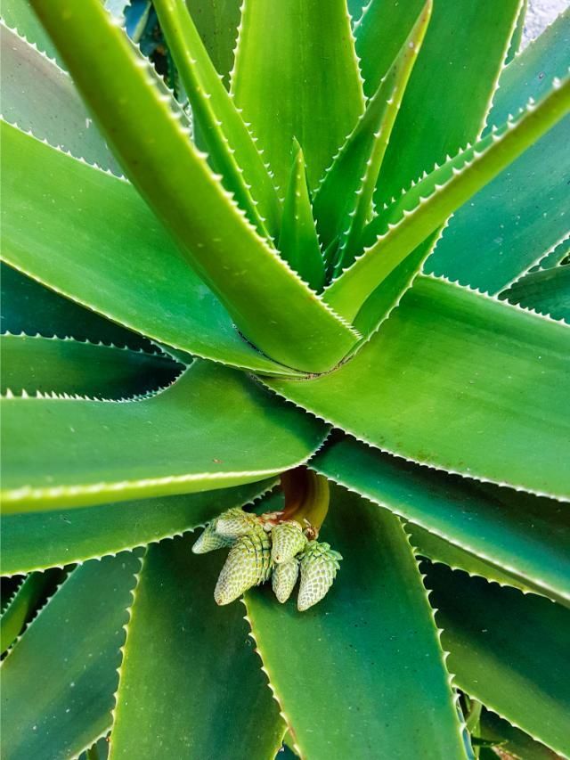 Know 7 Aloe Vera Plant Problems And Their Easy Solutions