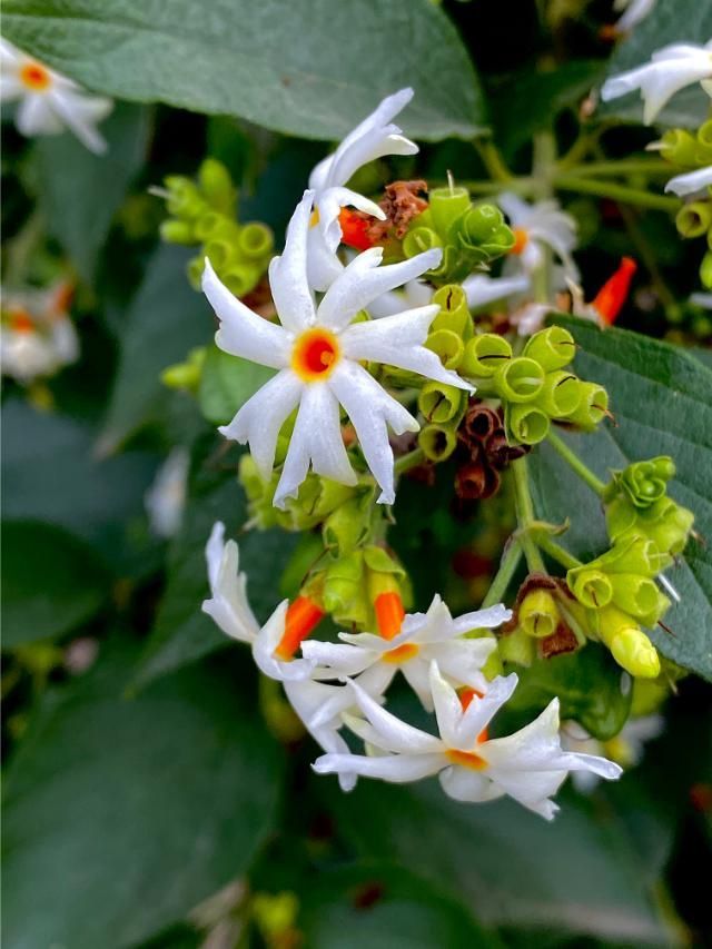 Know Common Problems With Harsingar Plant Or Parijat Tree at Home And ...