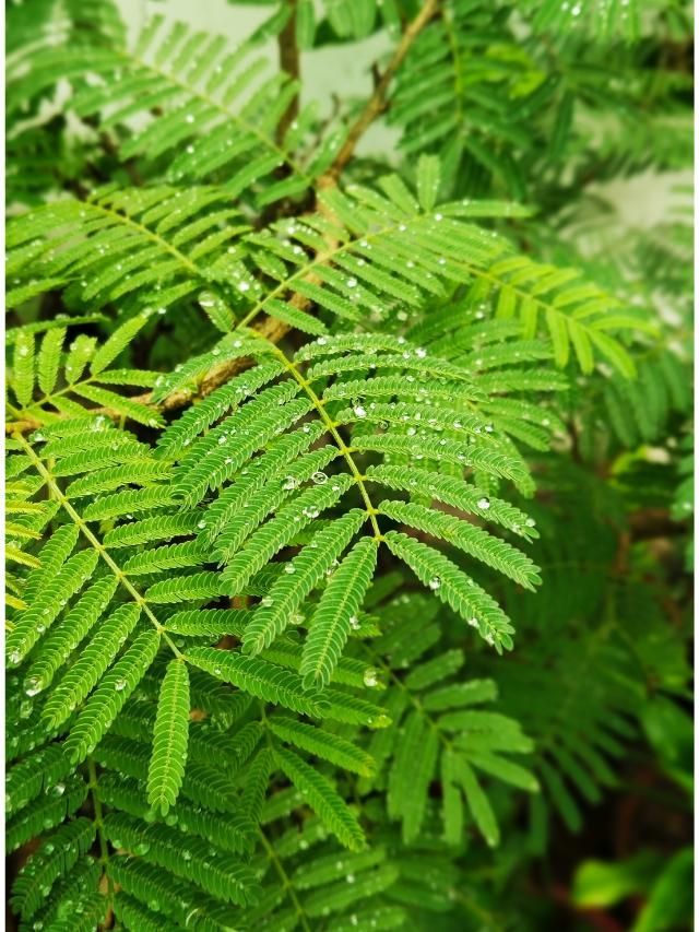 7 Signs Your Shami Plant Might Be Bringing Home Bad Luck