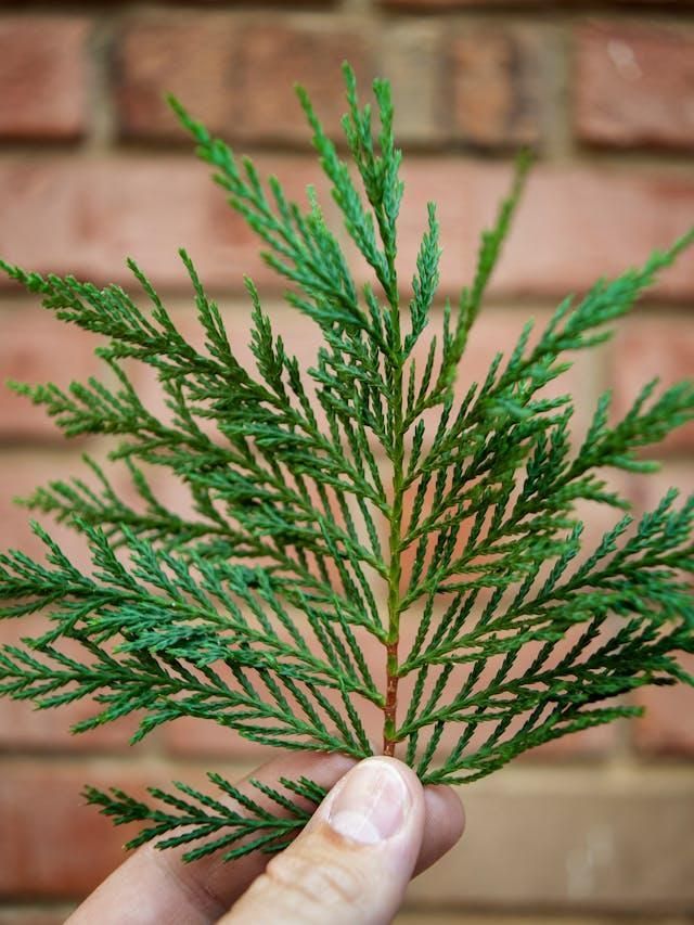 Feng Shui Benefits of Morpankhi Plant