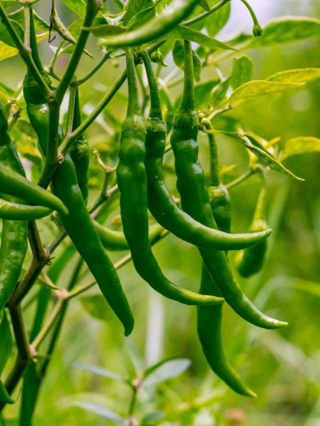 Simple Hacks to Fix Your Yellowing Green Chilli Plant