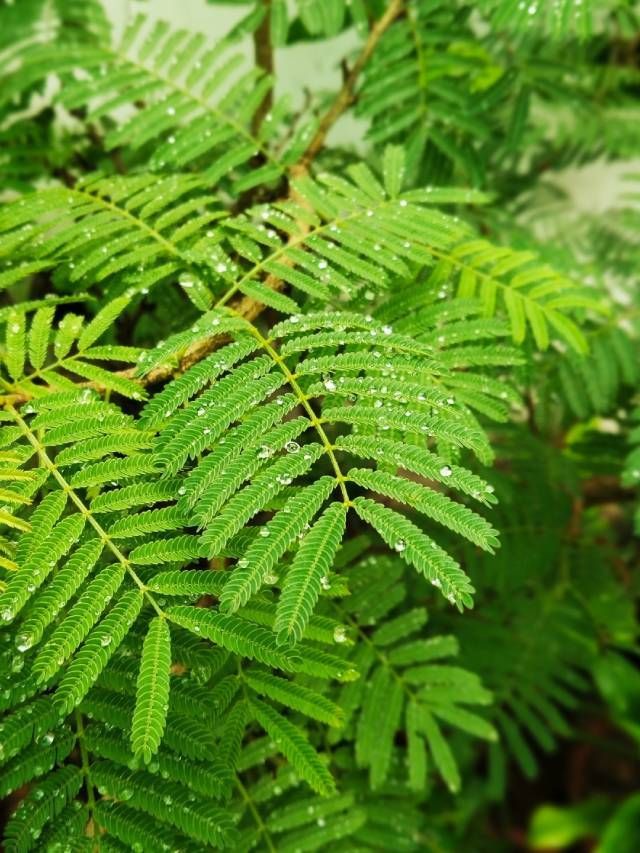 Top Reasons Why Your Shami Plant is Turning Yellow