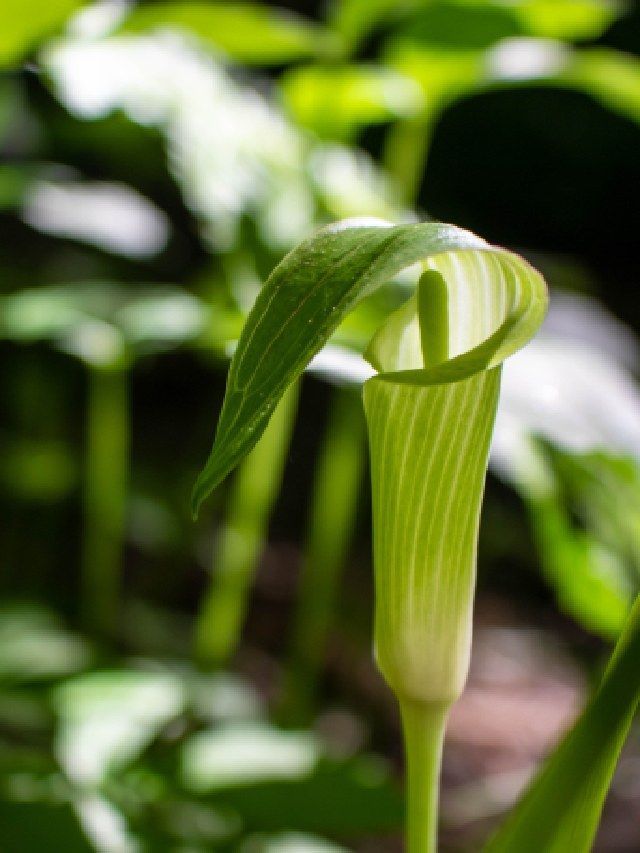 Tips to Grow and Care for Cobra Lily Plant