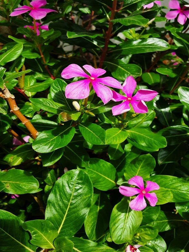 Never Keep Your Sadabahar Plant Indoors- 7 Reasons Why