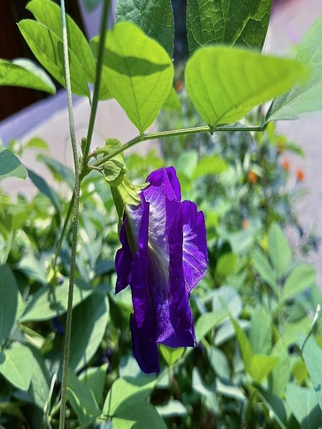 How to Propagate Aparajita Flower Plant