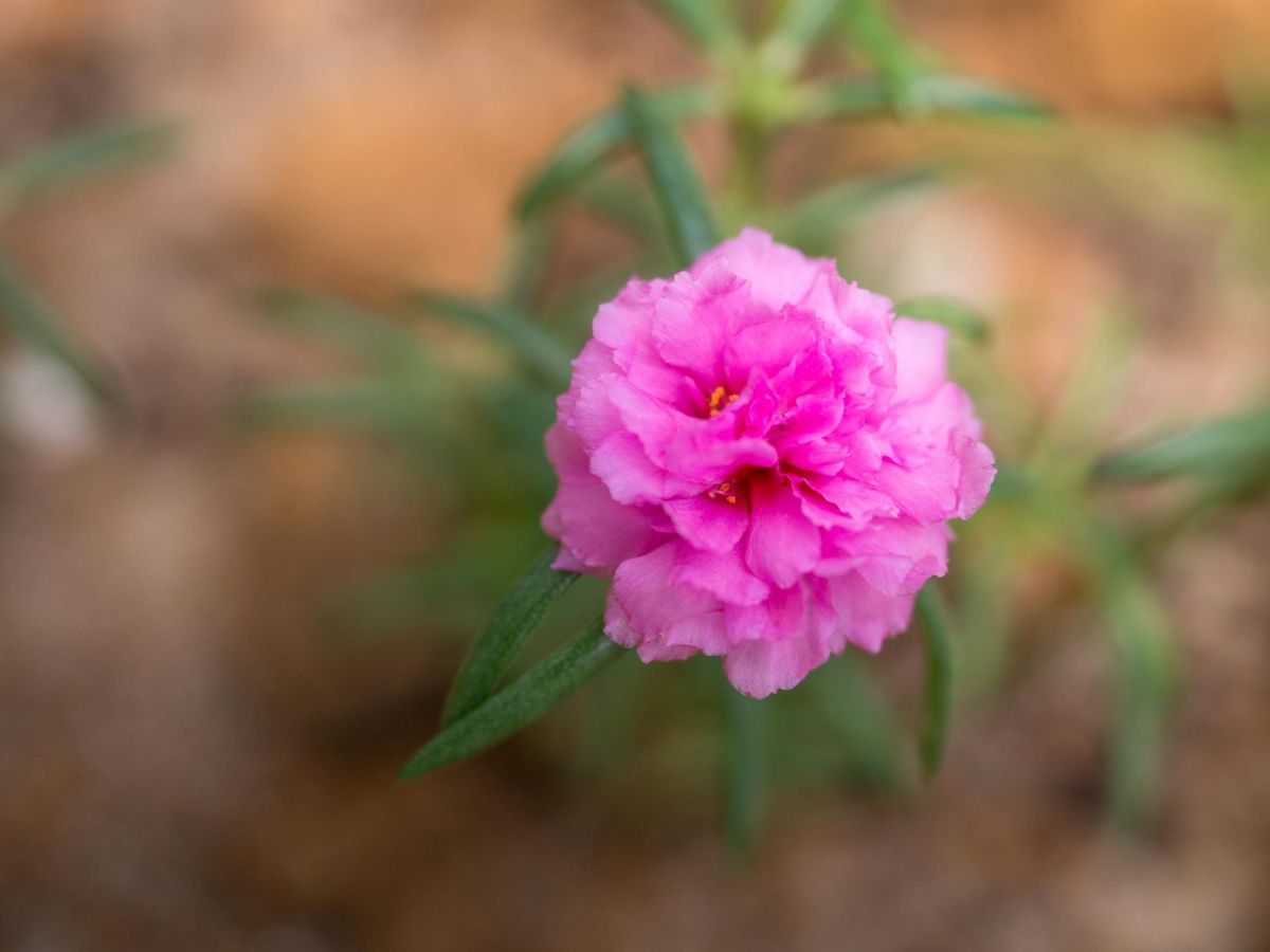 How To Grow Moss Ross At Home, Care Tips, Benefits, & More