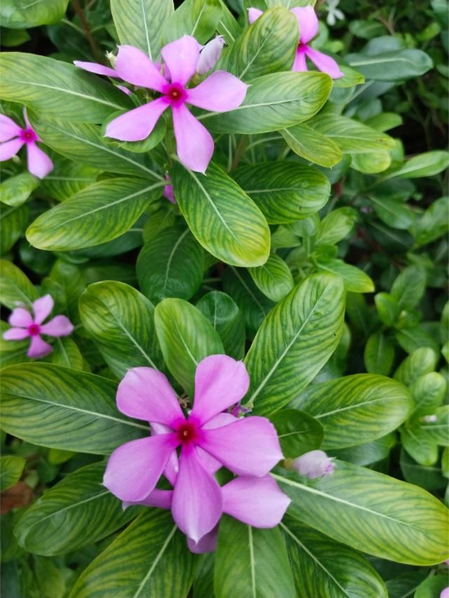 Feng Shui Benefits Of Keeping A Sadabahar Plant At Home