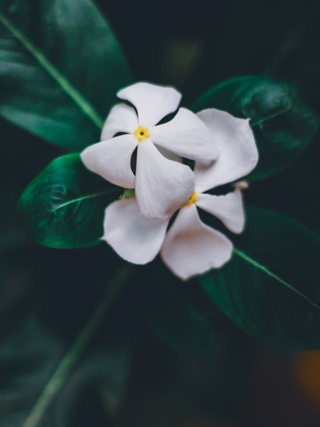 Know The Pros And Cons Of Keeping A Sadabahar Plant At Home