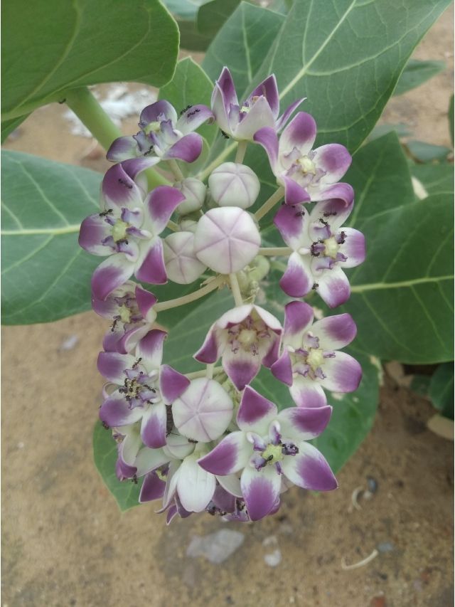 Steps to Grow Madar Plant at Home