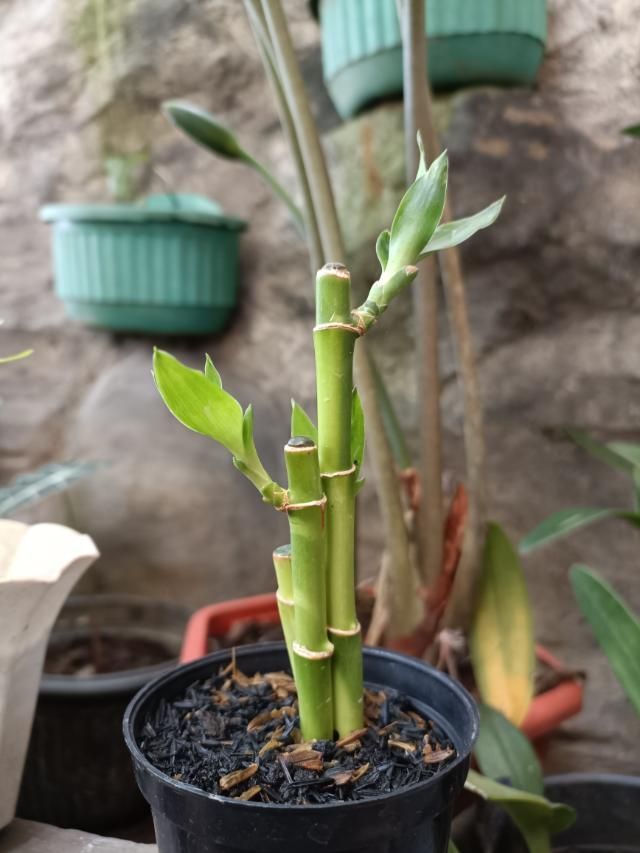 How to Propagate Lucky Bamboo