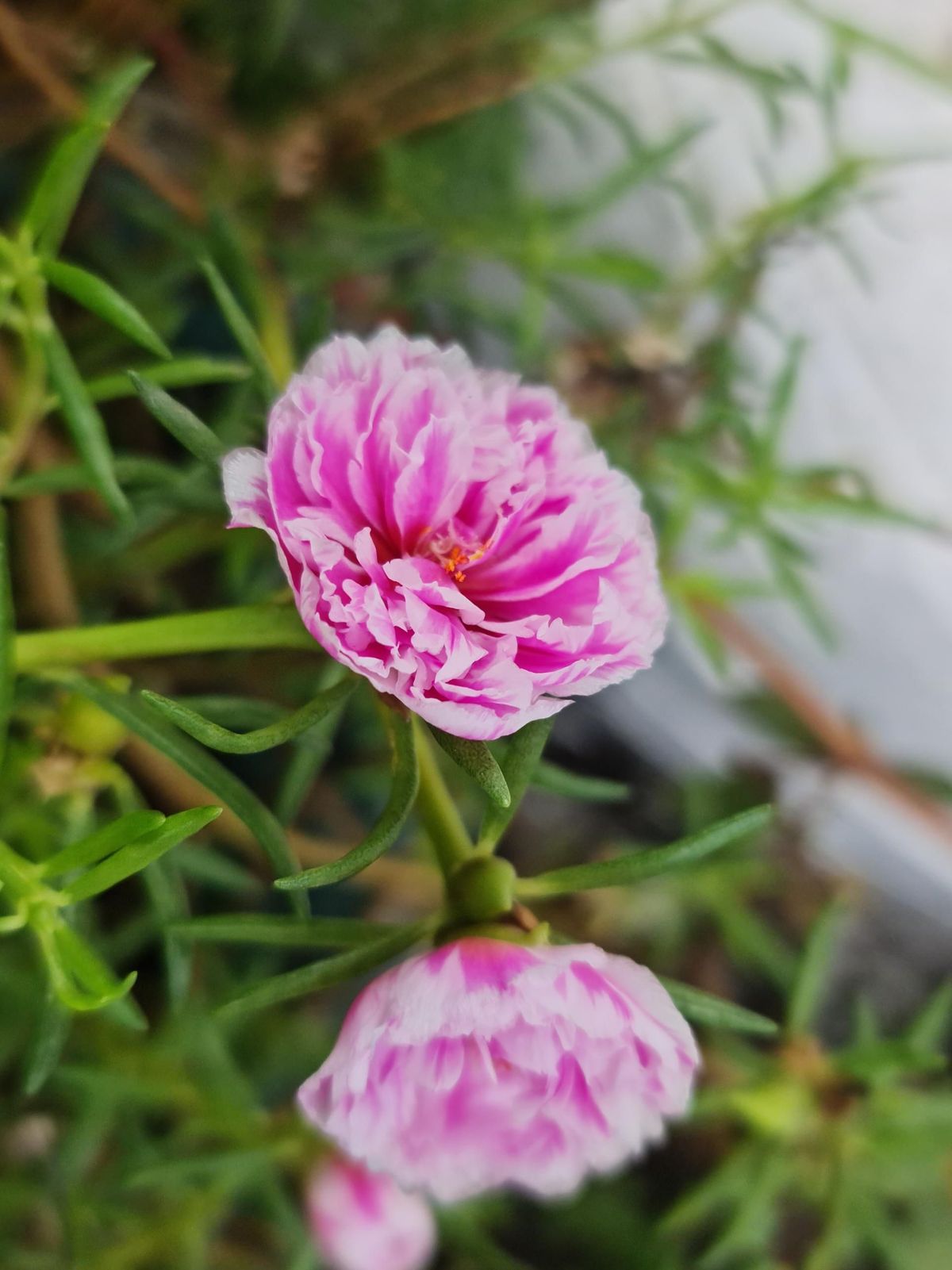 How To Grow Moss Ross At Home, Care Tips, Benefits, & More