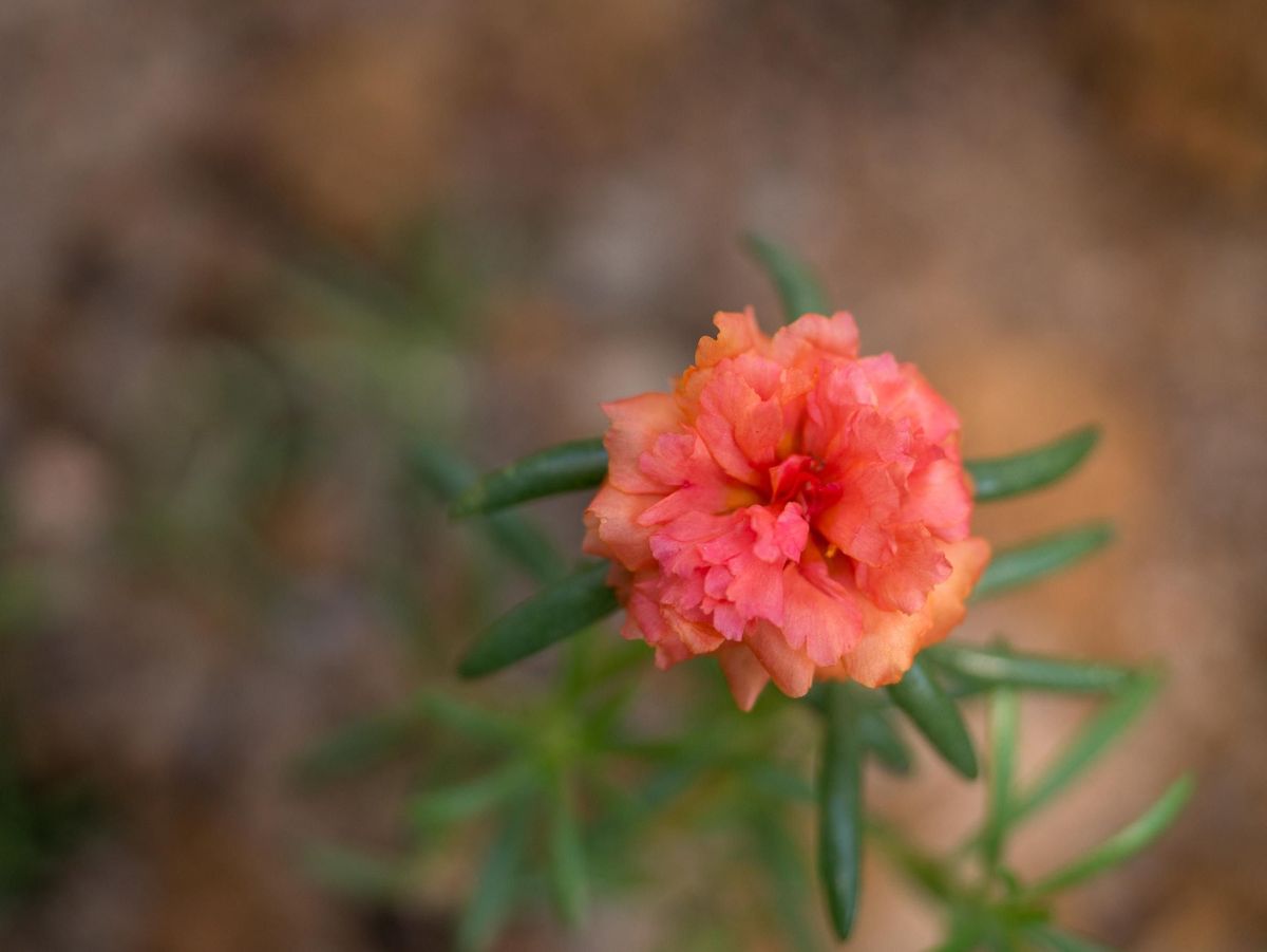 How To Grow Moss Ross At Home, Care Tips, Benefits, & More