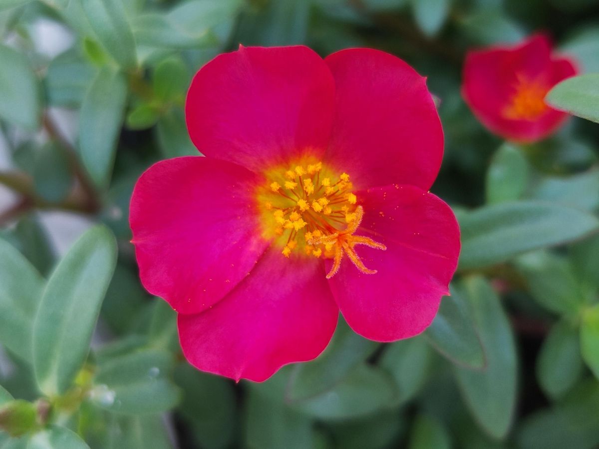 How To Grow Moss Ross At Home, Care Tips, Benefits, & More