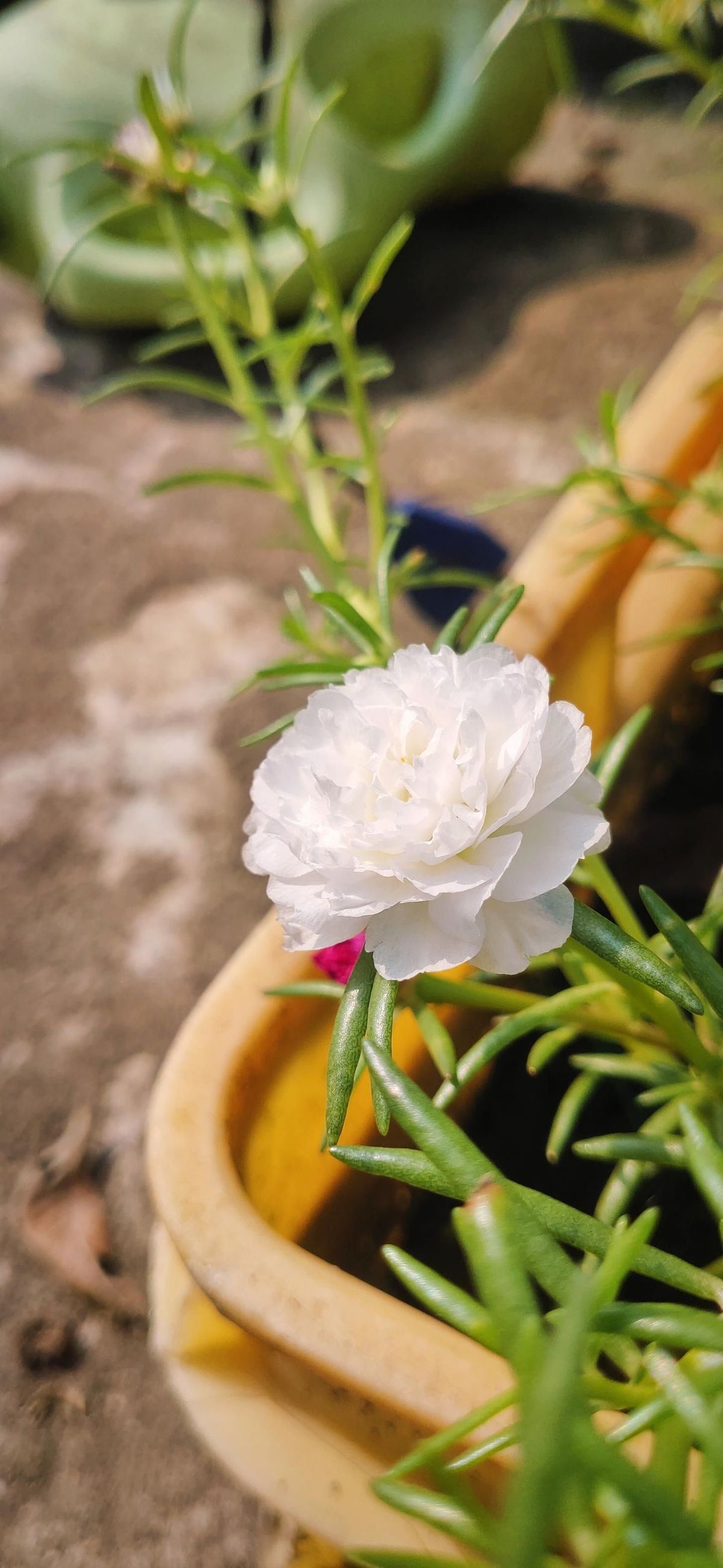 How To Grow Moss Ross At Home, Care Tips, Benefits, & More