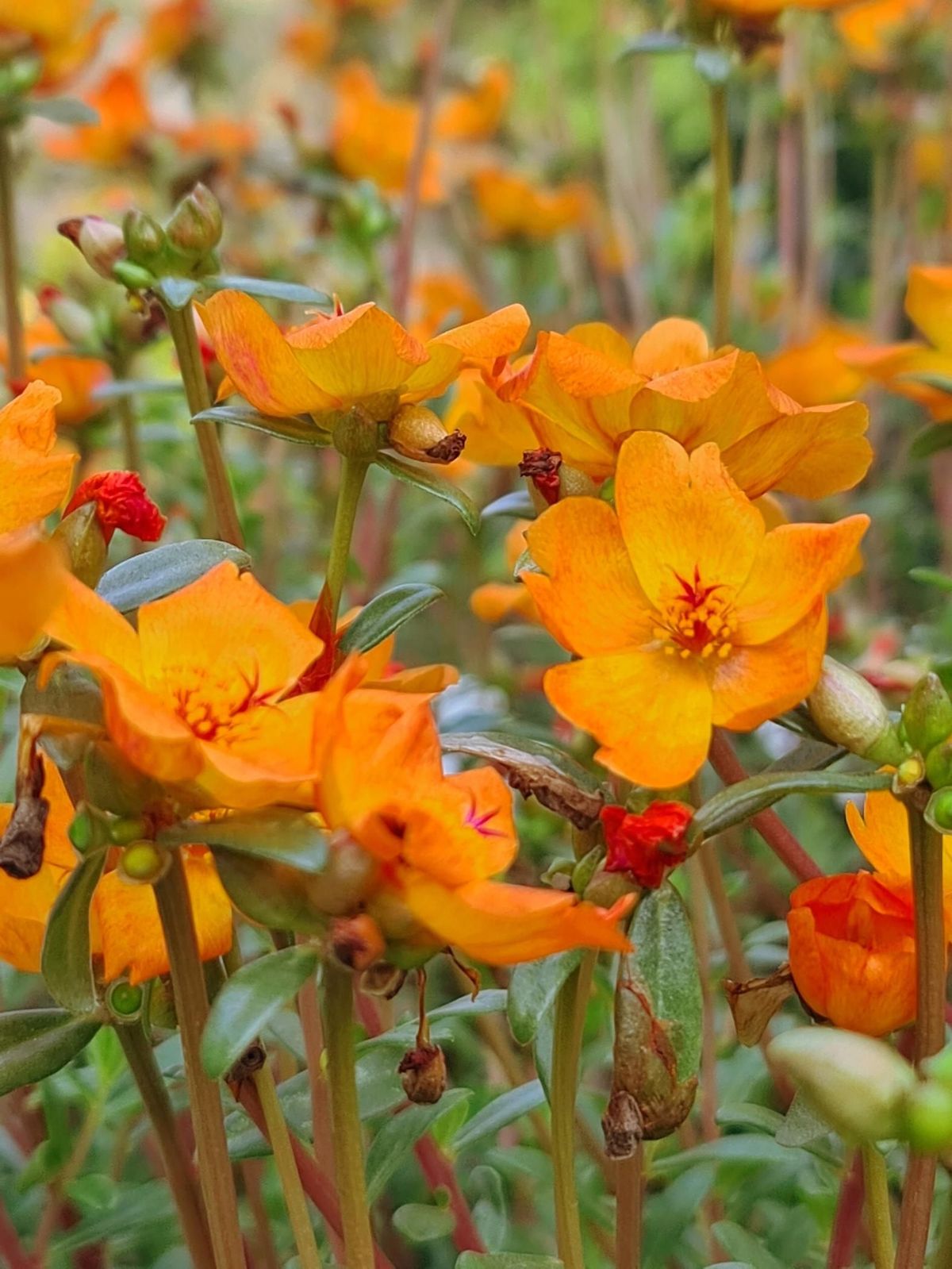 How To Grow Moss Ross At Home, Care Tips, Benefits, & More