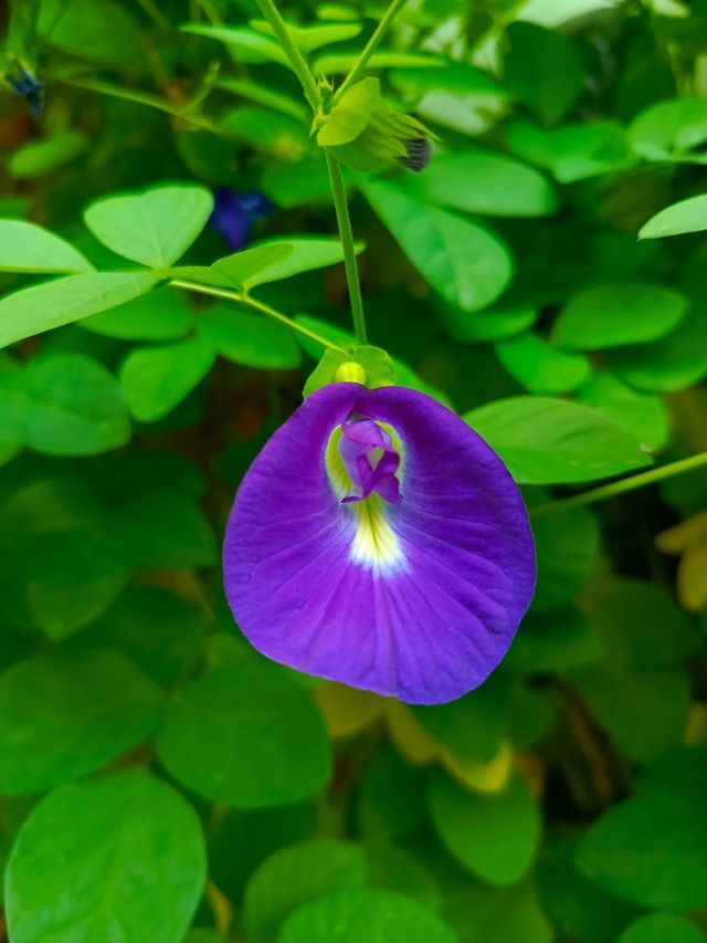 Unlock the Potential of Aparajita Plant With These Unknown Facts