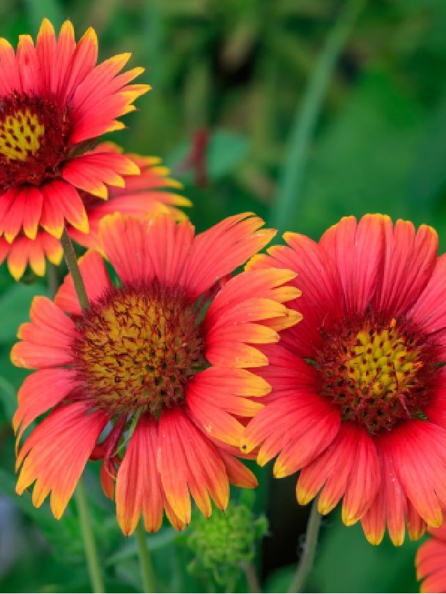 How to Grow and Care for Blanket Flower