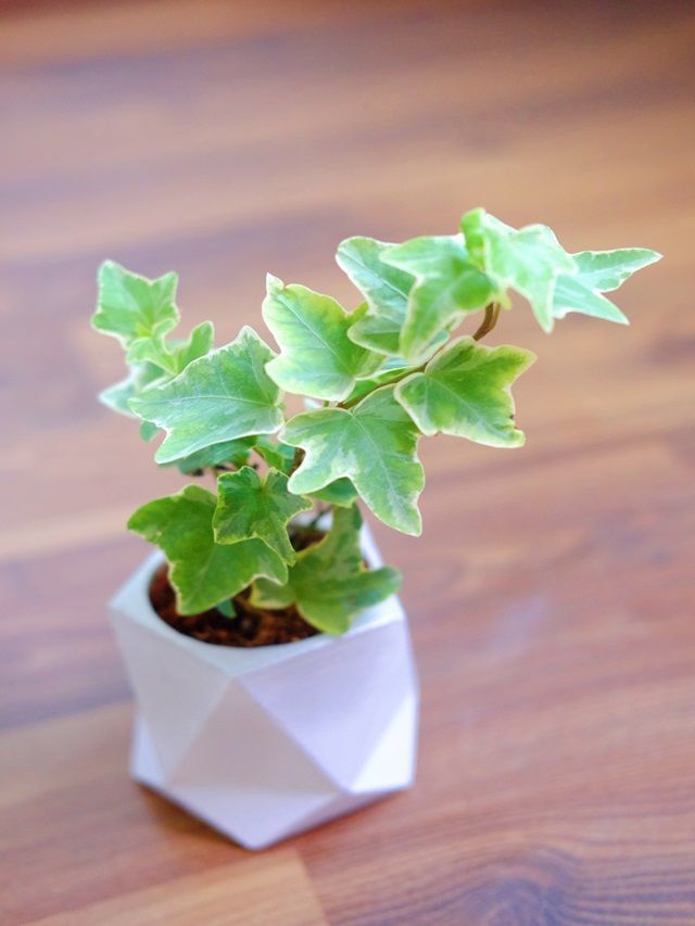 6 Things That Make English Ivy a Perfect Dinner Table Plant
