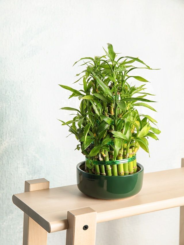 Solving 6 Lucky Bamboo Mysteries For Perfect Plant Health