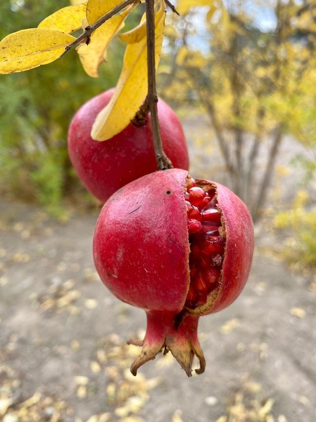 Common Pomegranate Plant Problems With Quick Solutions